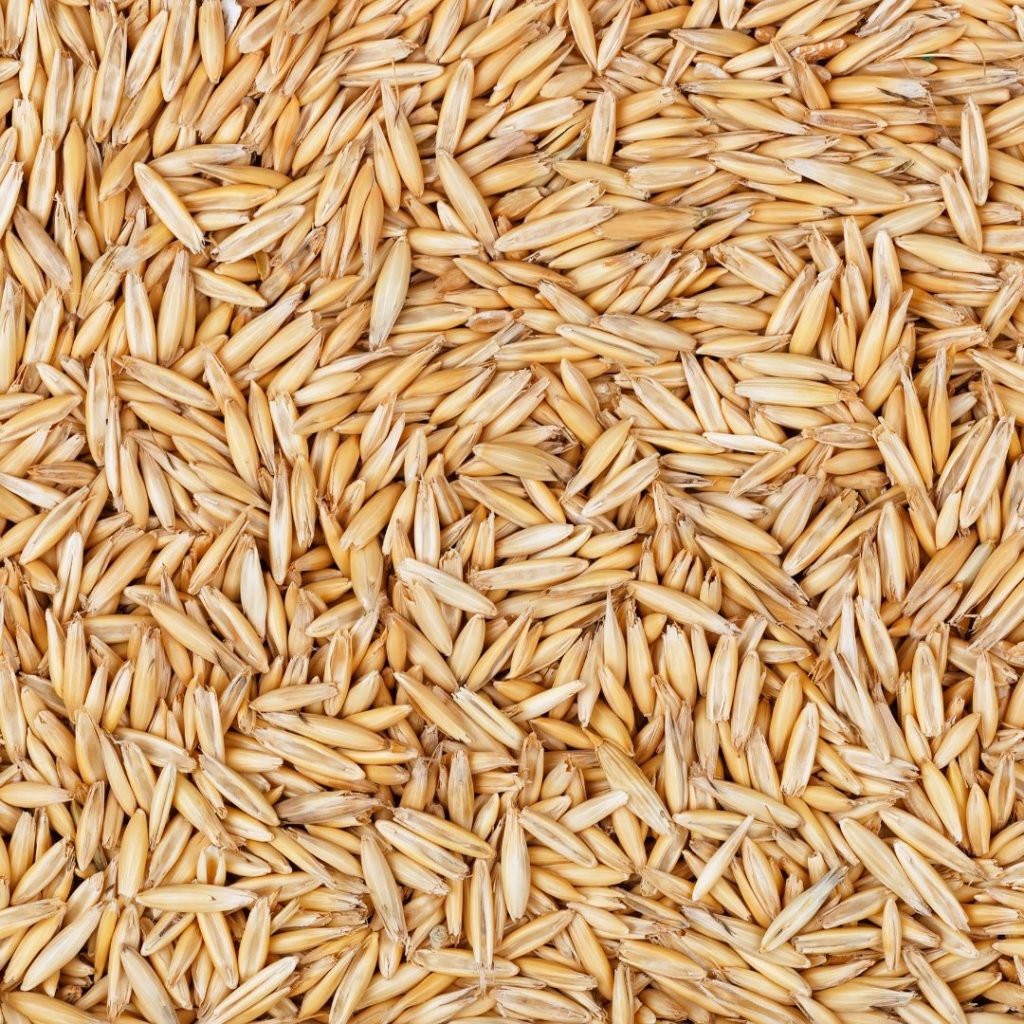 Grains d'avoine nue - BocoBoco